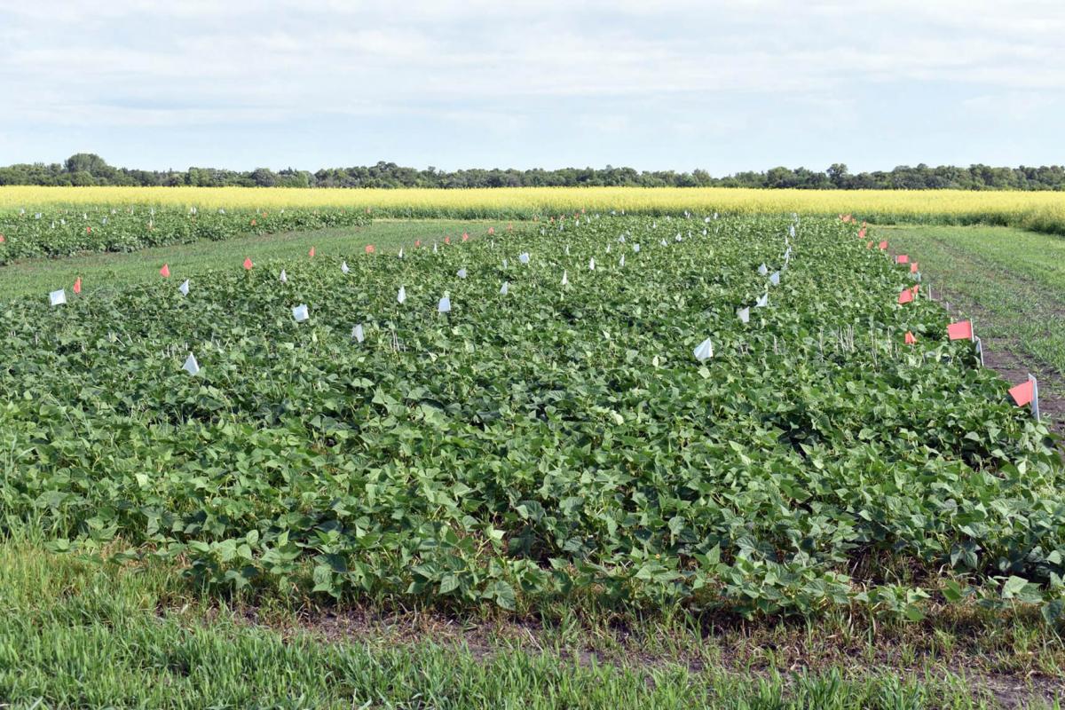 Manitoba Agriculture and Food Knowledge Exchange | Faculty of ...