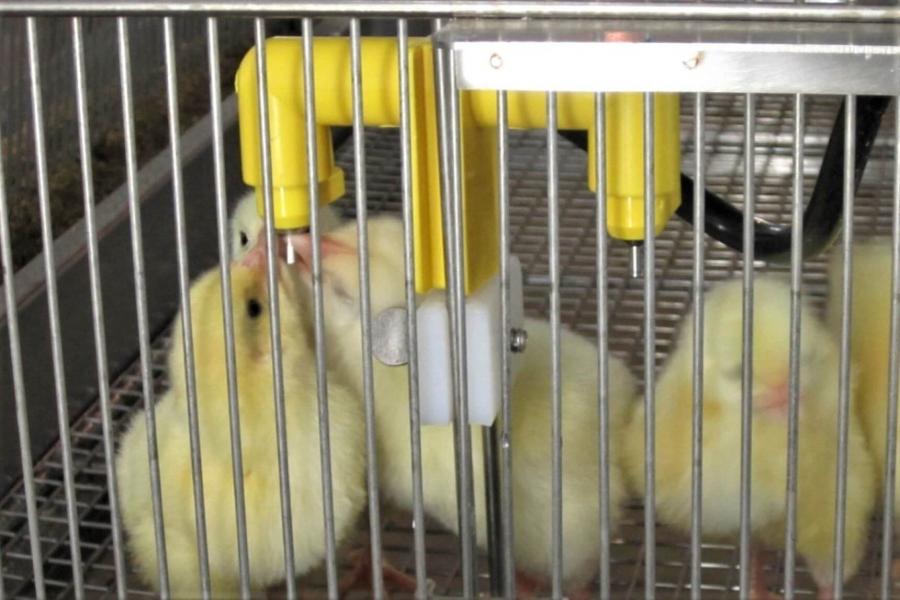 Animal Science research and facilities | Faculty of Agricultural and ...