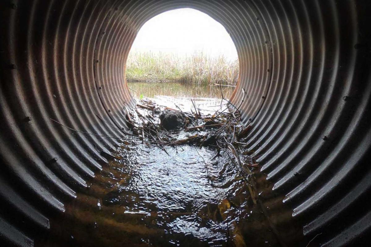 Waterhen: Manitoba Great Lakes Project June 5-7, 2019 | Centre for ...