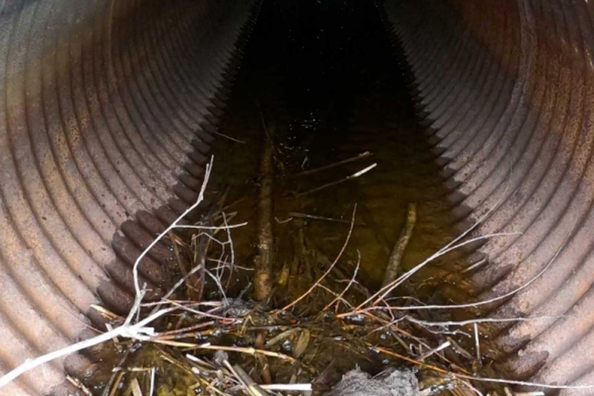 Waterhen: Manitoba Great Lakes Project June 5-7, 2019 | Centre for ...