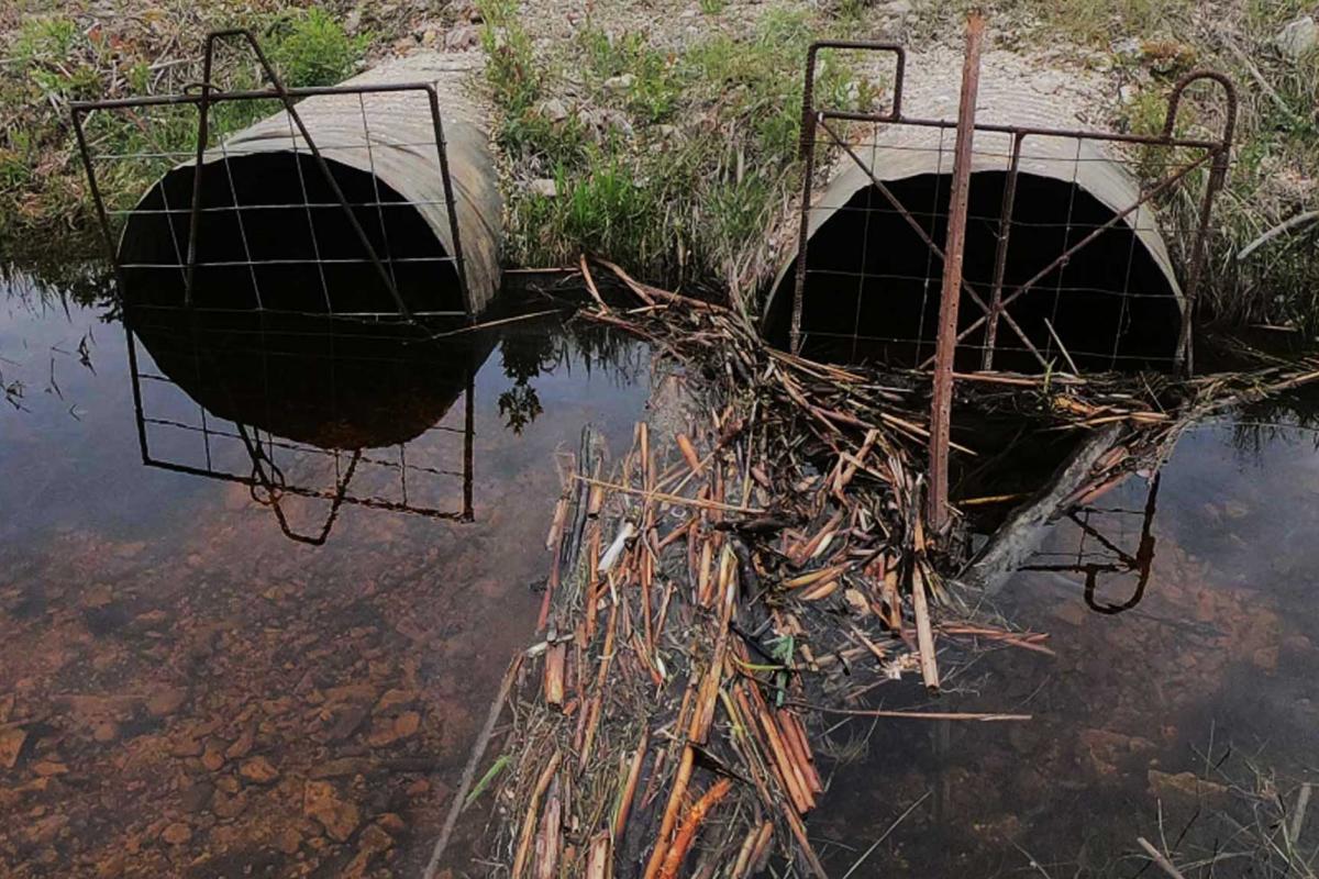 Waterhen: Manitoba Great Lakes Project June 5-7, 2019 | Centre for ...