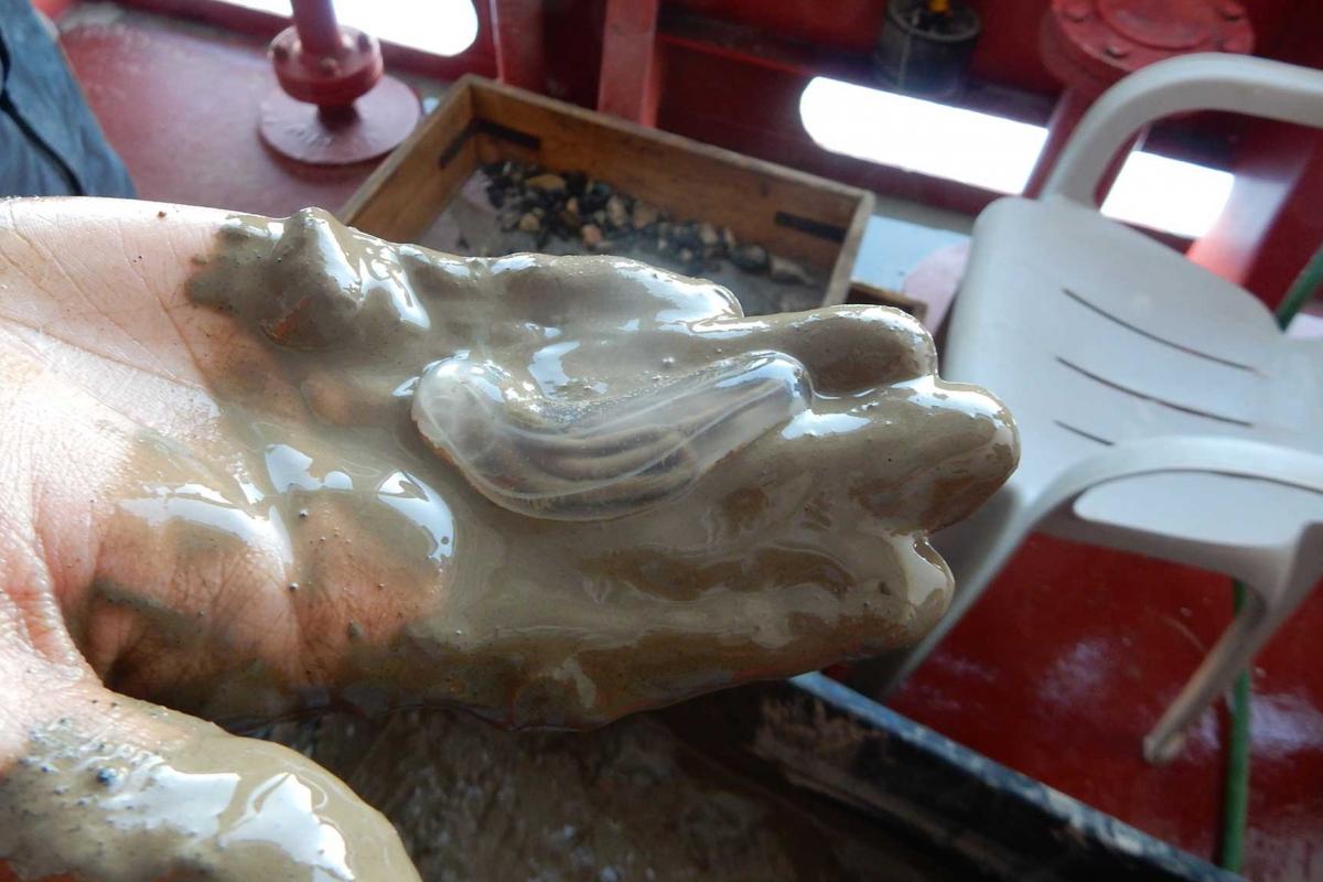 Mercury in the Food Web: Sampling on Board the CCGS Amundsen | Centre ...