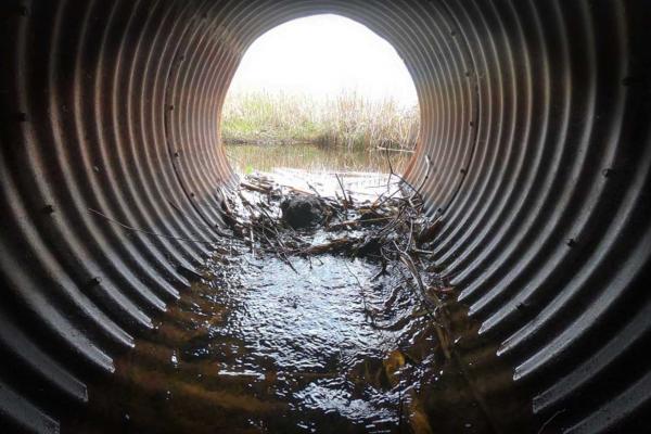 Waterhen: Manitoba Great Lakes Project June 5-7, 2019 | Centre for ...