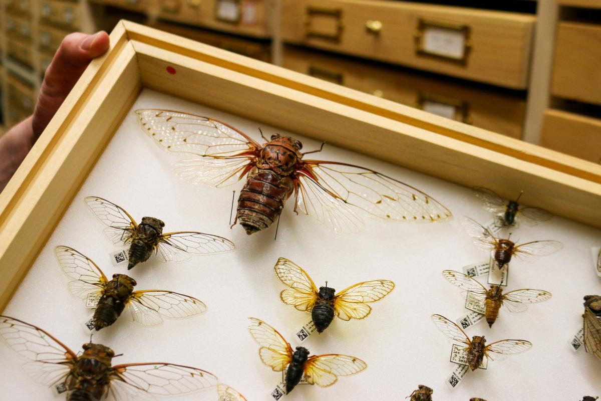 Entomology (PhD) | Faculty of Graduate and Postdoctoral Studies ...