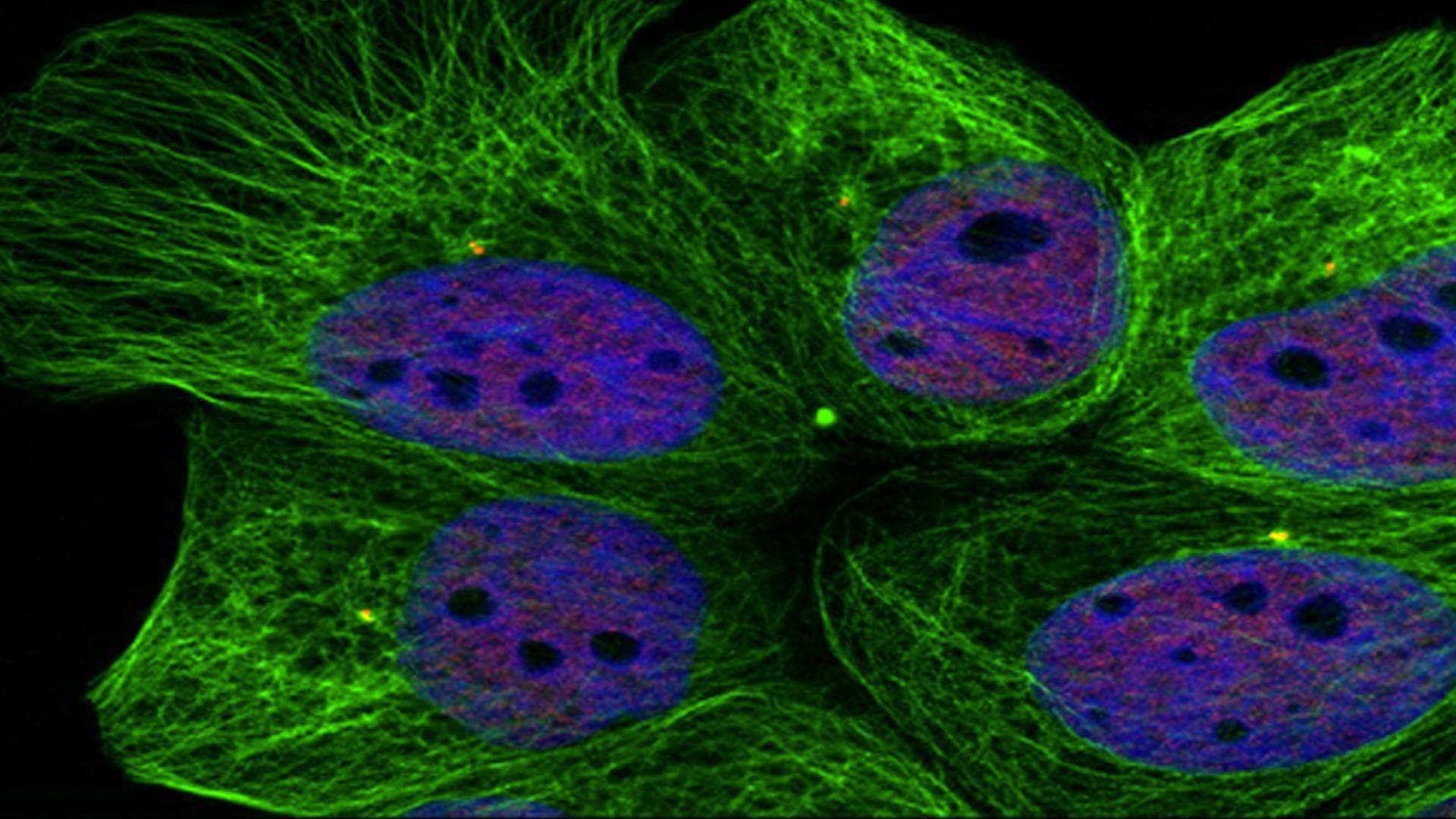 Manitoba Epigenetic Network | Rady Faculty of Health Sciences ...