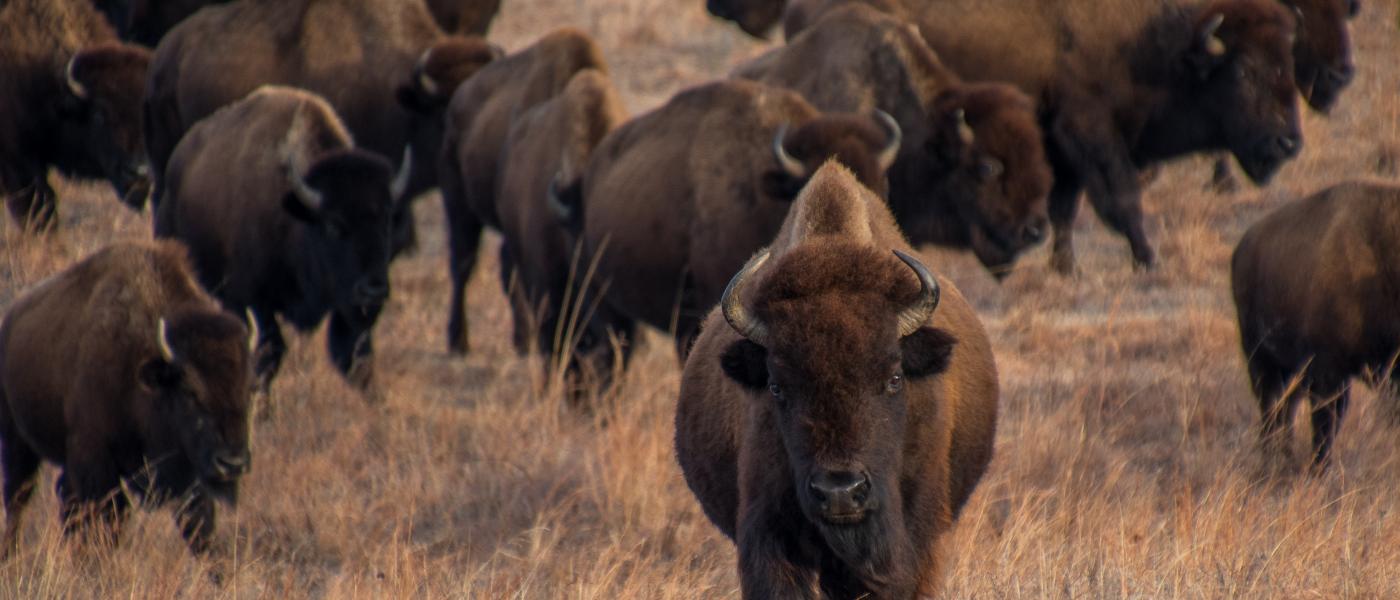 Bison Spirit Indigenous Leadership Program | Indigenous | University of ...